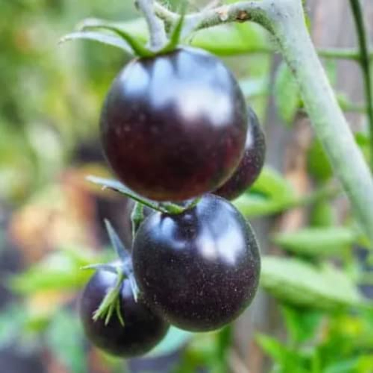 Black Cherry Tomato Seeds, 30 Seeds Sweet Tasty Tomato Plant for Garden