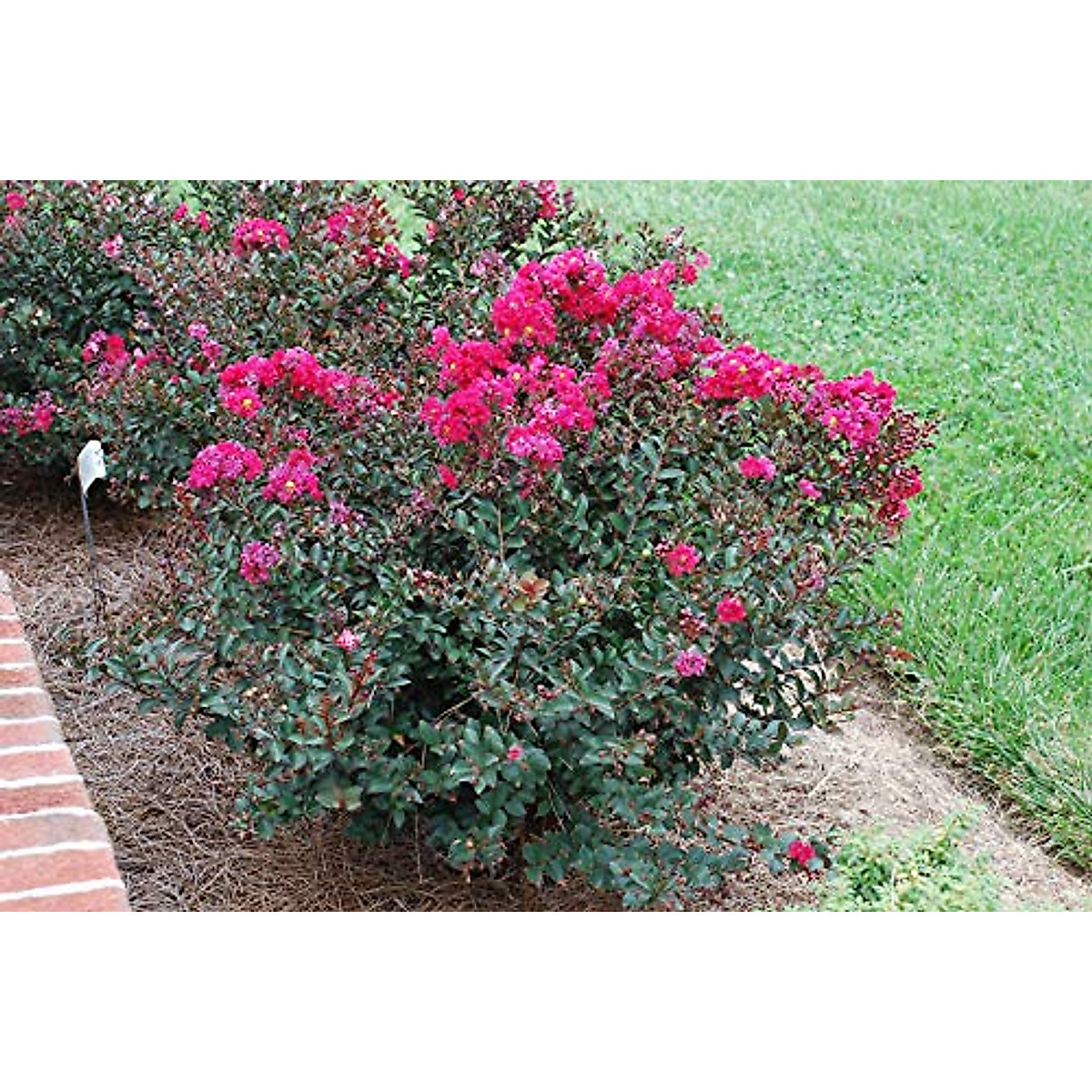1195B-Dwarf Pink Crape Myrtle (Lagerstroemia Indica) Seeds by Robsrareandgiantseeds UPC0764425788461 Non-GMO,Organic,USA Grower,Bonsai,Showy, Butterfly Flower,1195-B Package of 10 Seeds