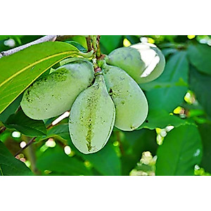 Paw paw Tree Seeds for Planting | 6 Seeds | Edible Fruit Tree, Made in USA. Ships from Iowa. Fun and Easy to Grow Your Own Food, Exotic Pawpaw Tree Seeds