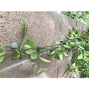 50-Piece Anchors for Trellis, Vine, Wall Climbing Plants, Lighting Strip (50)