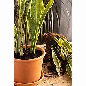 Live Snake Plant, Sansevieria trifasciata Laurentii, Fully Rooted Indoor House Plant in Pot, Mother in Law Tongue Sansevieria Plant, Potted Succulent Plants, Sansevieria laurentii by Plants for Pets