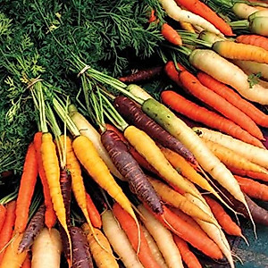 Rainbow Carrot Seeds for Planting | Non-GMO & Heirloom Vegetable Seeds | 750 Carrot Seeds to Plant Outdoor Home Garden | Buy Planting Packets in Bulk (1 Pack)