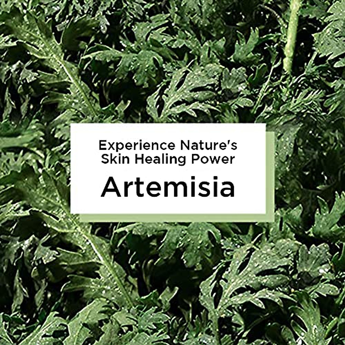 BRING GREEN Artemisia Calming Repair Cream - Daily Skincare Routine for Redness Relief, Soothing Sensitive, Irritated Skin with Salicylic Acid 2.53 fl.oz, 75ml