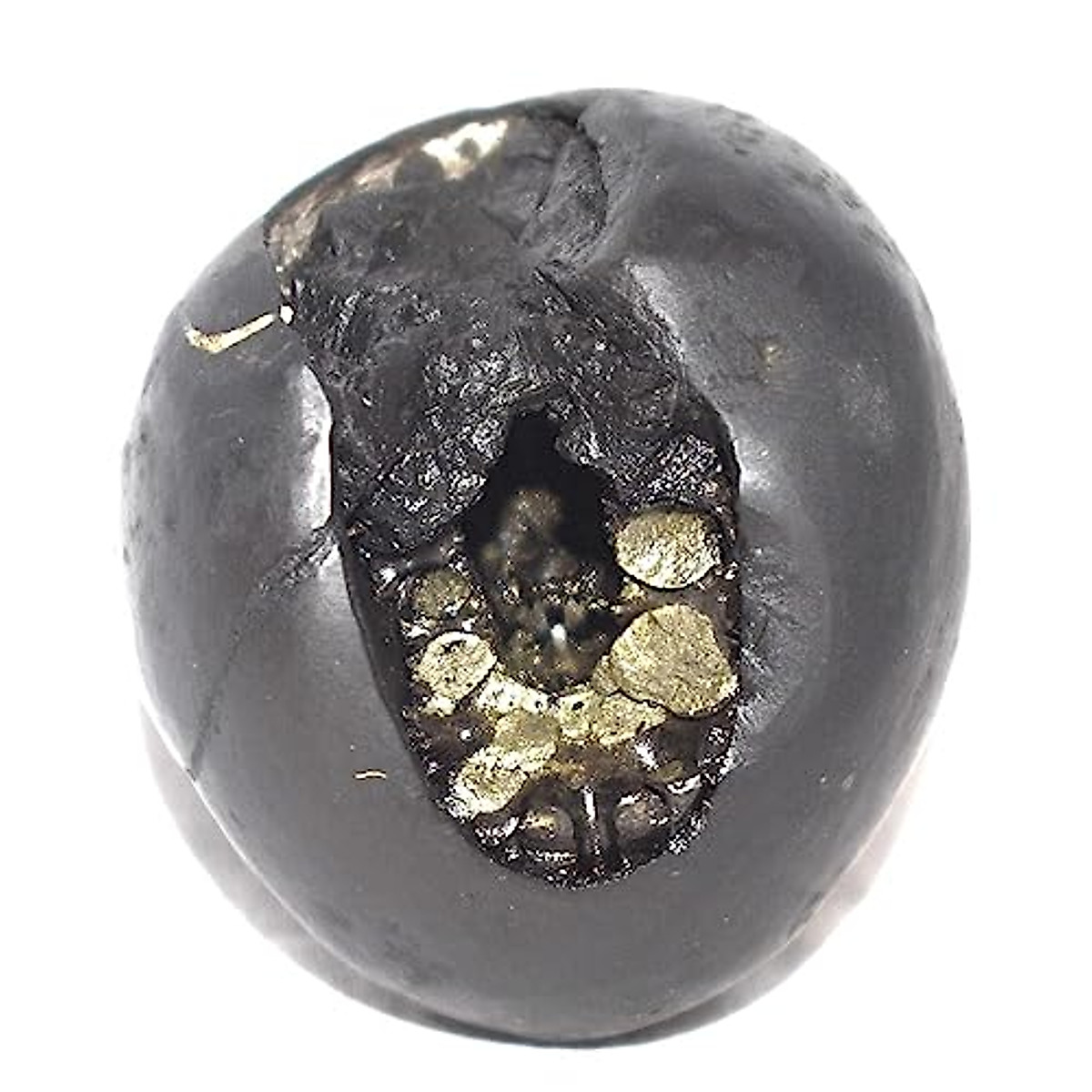 Adwaitya Golden ChinnaMasta Dasha MahaVidya Shaligram, Fossil, Fossil