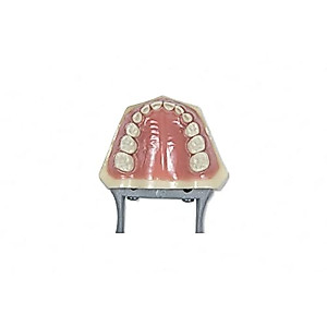 Dental Anatomy Pediatric Typodont Model 760 with Removable Teeth