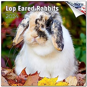 2023 2024 Lop Eared Rabbit Calendar - Cute Animal Monthly Wall Calendar - 12 x 24 Open - Thick No-Bleed Paper - Giftable - Academic Teacher's Planner Calendar Organizing & Planning