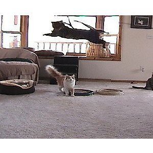 Da Bird Single 3 Foot Pole Cat Toy with 2 Extra Guinea Feather Refills