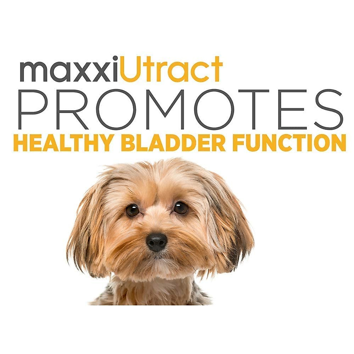 maxxipaws UTI Calm Bundle – maxxiUtract Urinary and Bladder Support for Dogs & maxxicalm Canine Calming Supplement