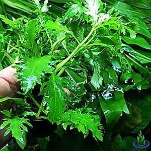 Hygrophila Difformis Water Wisteria Potted Freshwater Live Aquarium Plant Fish Tank by Greenpro