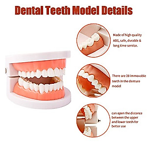 Dental Teeth Model, Standard Teeth Model, Denture Mouth Model Demonstration for Kids Dental Teaching Study Supplies
