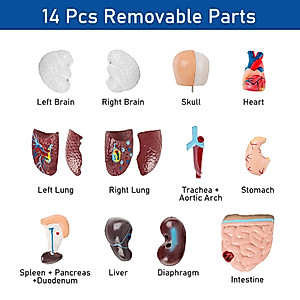 2024 Newest Human Body Model for Kids 14 Pcs Removable 11 inch Human Torso Anatomy Model with Heart Head Skull Brain Skeleton Model for Preschool & School Medical Education Display, Ages 4+