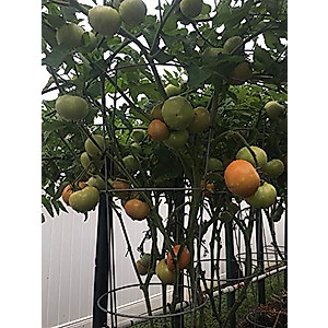 BaleBuster4 Starter Kit Includes Straw Bale Gardens Complete Book with Instructions for Step-by-Step Garden Set up.