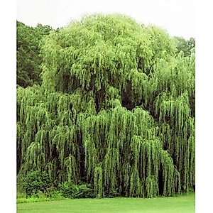 24 Weeping Willow Tree Cuttings - Beautiful Arching Canopy - Grow 24 Golden Weeping Willow Trees - Live Trees