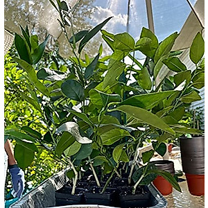 Sapodilla Gardens Persian Lime (Citrus aurantifolia Hybrid) _Tree - Fruit-Plant-No Shipping to CA, AZ, TX, LA, MS, AL, GA, FL, SC