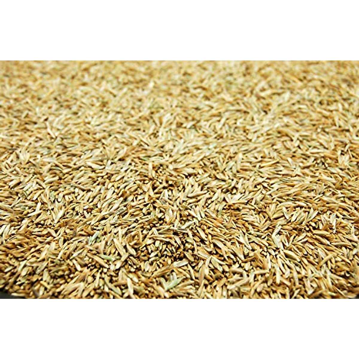 ProTurf Perennial Ryegrass Fine Lawn Seed by Eretz (8oz) - CHOOSE SIZE! Premium Willamette Valley, Oregon Grown Grass Seed