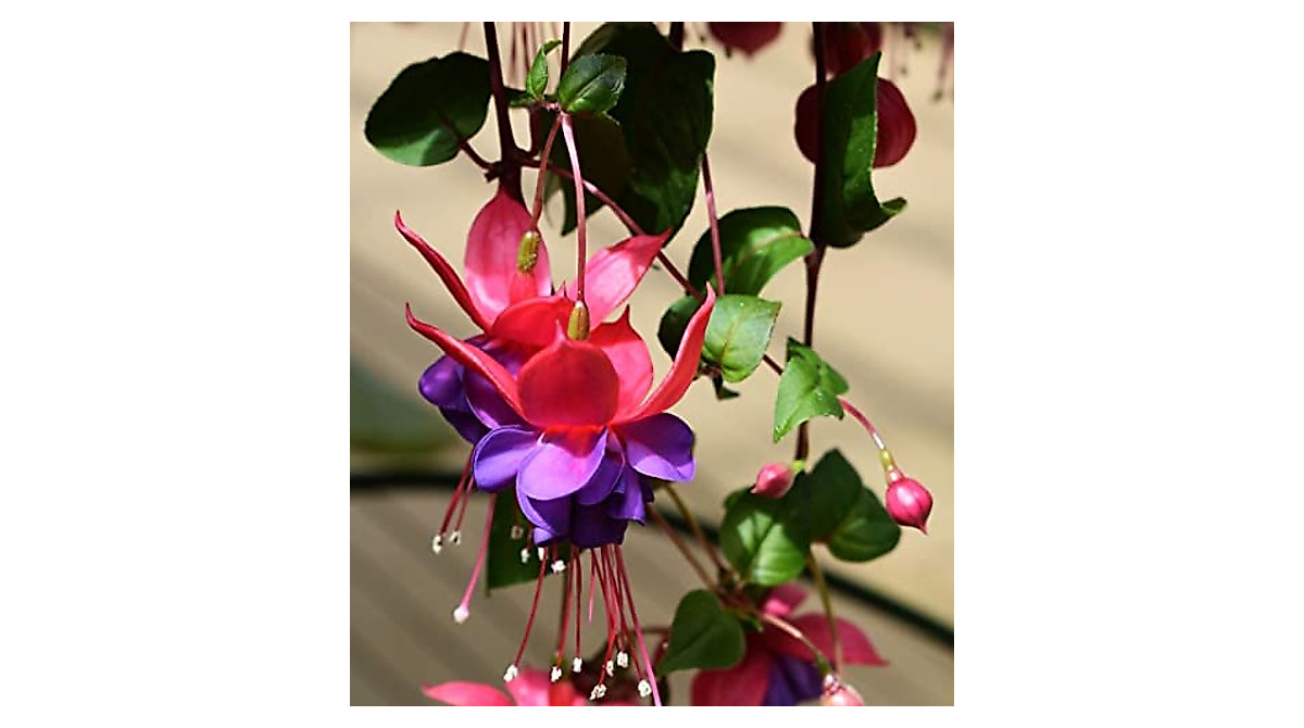Mixed Fuchsia Seeds for Beautiful Garden & Home Growth