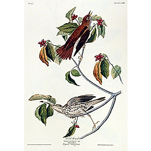 Wood-Thrush. From"The Birds of America" (Amsterdam Edition)