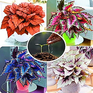 Mix Coleus Seeds for Planting, 100 Beautiful Coleus Flower Seeds