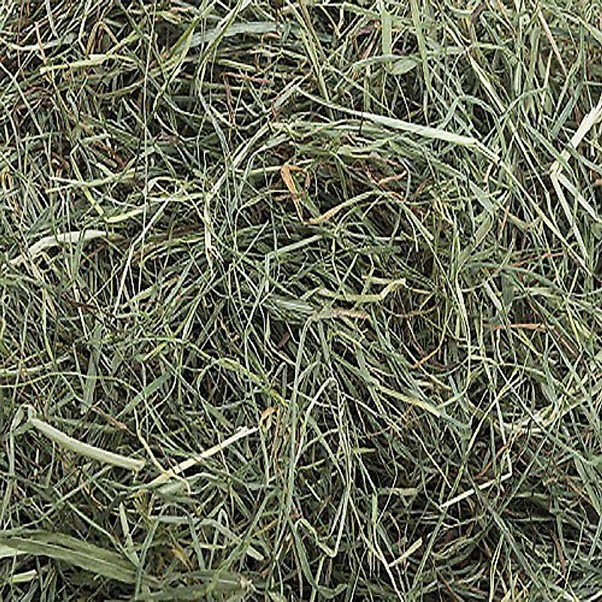 Small Pet Select 3rd Cutting "Super Soft" Timothy Hay Pet Food, 20 Lb.