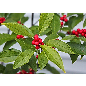 1187-Red Holly Winter Berry (Ilex verticillata) Seeds by Robsrareandgiantseeds UPC0764425788317 Non-GMO,Organic,USA Grower,Bonsai,1187 Package of 7 Seeds