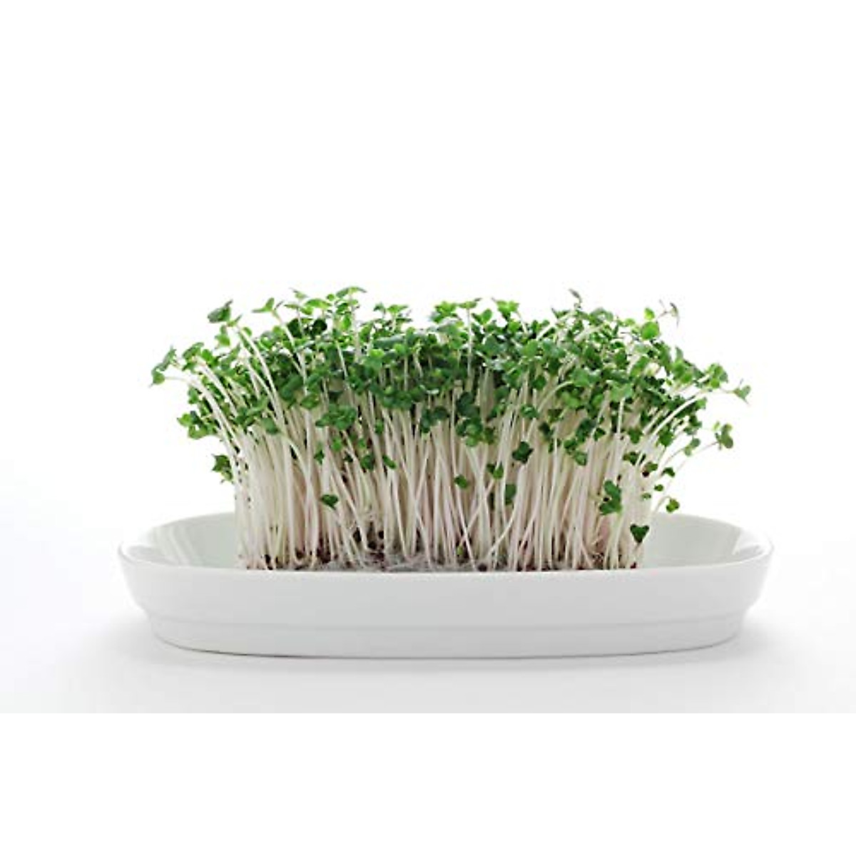 Nature Jims Sprouts Broccoli Sprout Seeds - Certified Organic Broccoli Sprouting Seeds for Indoor/Outdoor Use - Rich in Sulforaphane Healthy, Nutritious Broccoli Seeds Sprout in 5 Days - 8oz