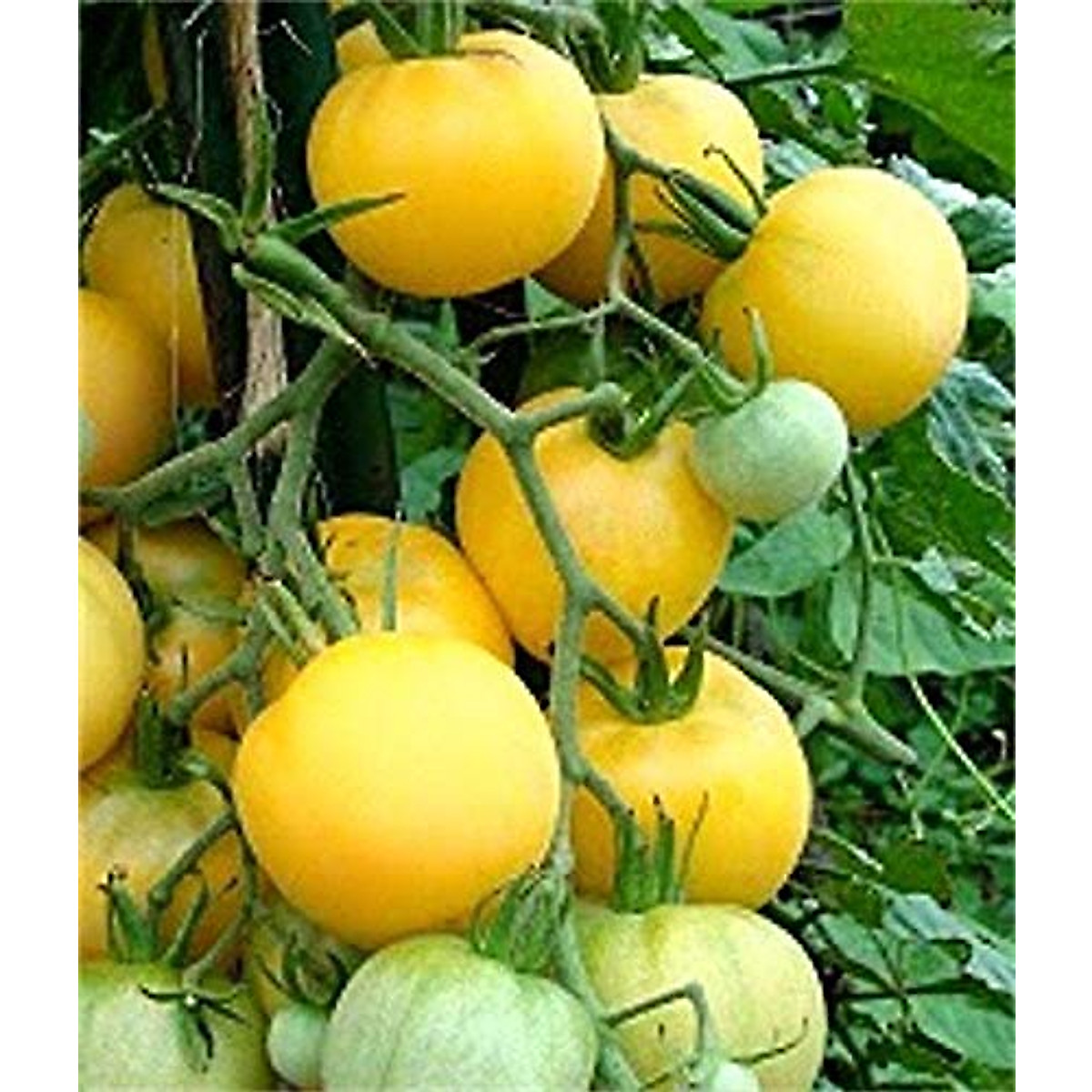 25 Seeds Garden Peach Tomato - Juicy & Tasty!!! Great Tomato..