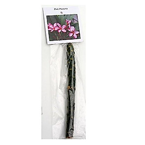 Hawaiian Pink Plumeria Frangipani 1 Cutting DL9