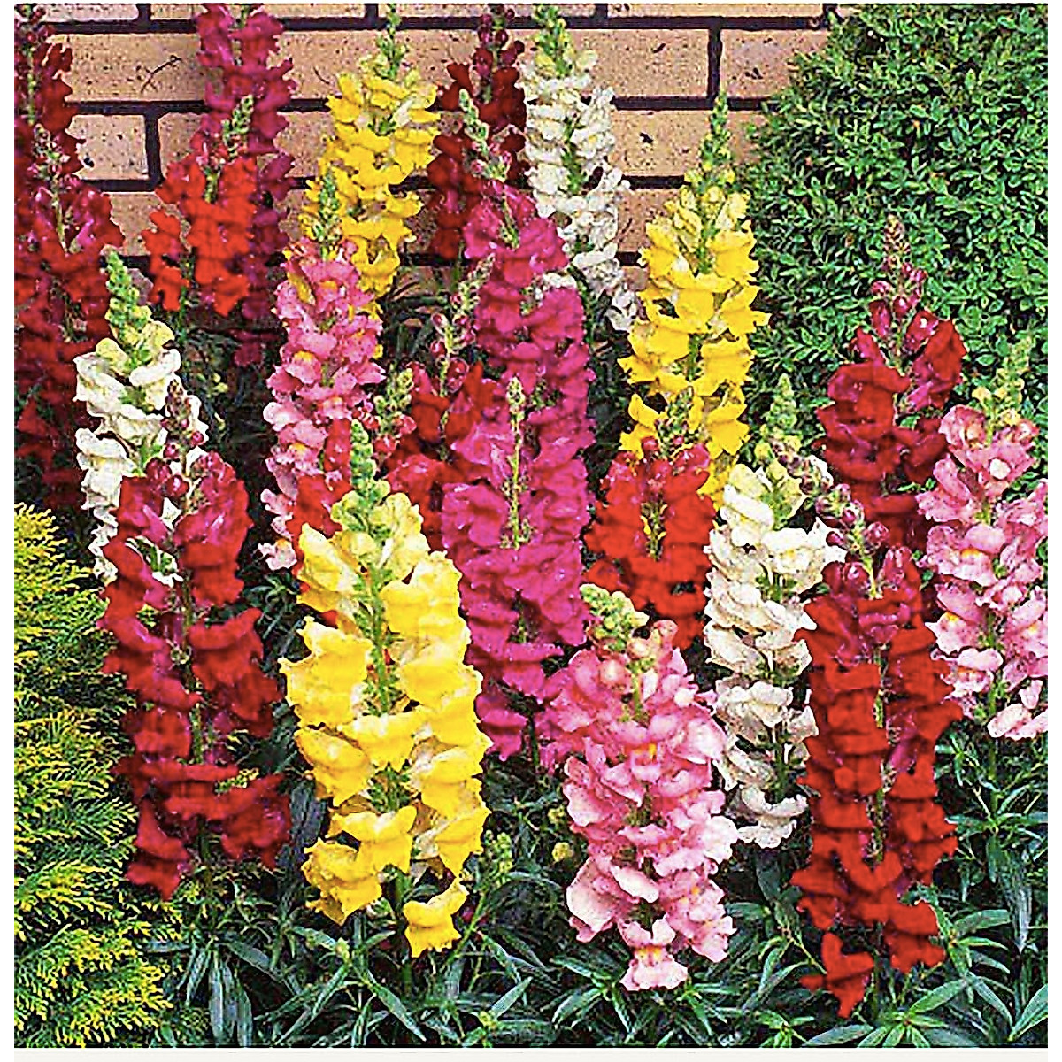 Tetra Snapdragon Seeds - Mixed Colors