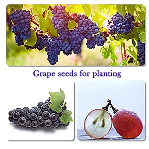 Heirloom Fruit Seeds - 5 Variety Individual Packs 100+ Grape Seeds 100+ Apple Seeds 100+ Kiwi Seeds 100+ Guava Seeds for Planting Organic for Home Garden Bonsai Fruit