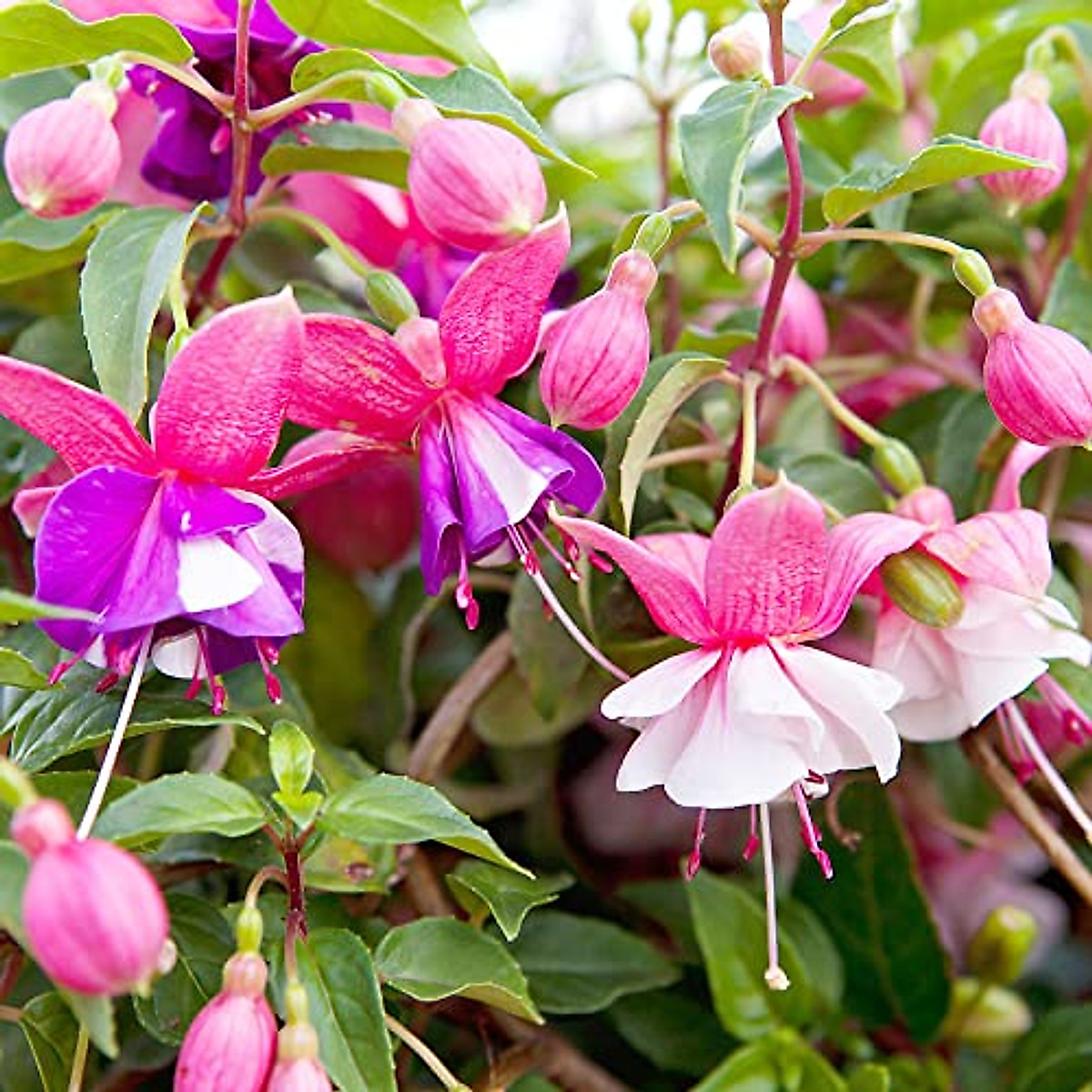 Mixed Fuchsia Seeds Tropical Plant Attracts Hummingbirds GMO Free Bed Border Hanging Baskets Potted Indoor Outdoor 50Pcs Flower Seeds by YEGAOL Garden