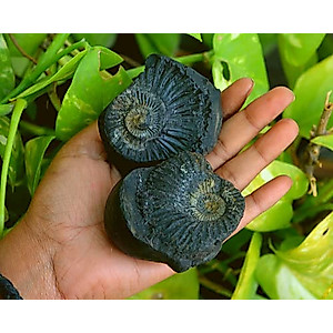 Shiva Lingam Shop 2.75"X2"inch Shaligram, Religious Gifts, Sudarshan Saligram Stone,Natural Shaligram Fossilized Shell, Iconic Symbol of The God Vishnu -I-6027