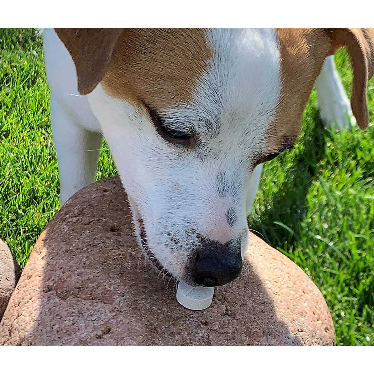 Essential Pet Adult Dog Hip & Joint Support Chewable Tablet Age 3+ with 500mg Glucosamine and 200mg Chondroitin (23038)