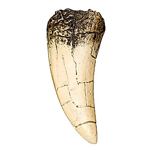Tyrannosaurus Rex Dinosaur Tooth (Recreation)