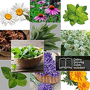 10 Herbal and Medical Tea Seeds Pack - Heirloom and Non GMO, Grown in USA - Indoor or Outdoor Garden - Chamomile, Lavender, Mint, Lemon Balm, Catnip, Peppermint, Anise, Coneflower Echinacea & More