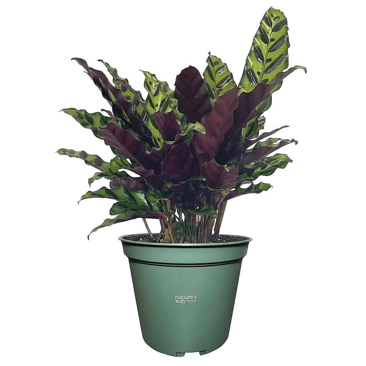 Nature's Way Farms Calathea Rattlesnake, Live Indoor Houseplant, Long Leaf Prayer Plant, Tropical Plant, Pet Safe (8-15 inches Tall) in Growers Pot