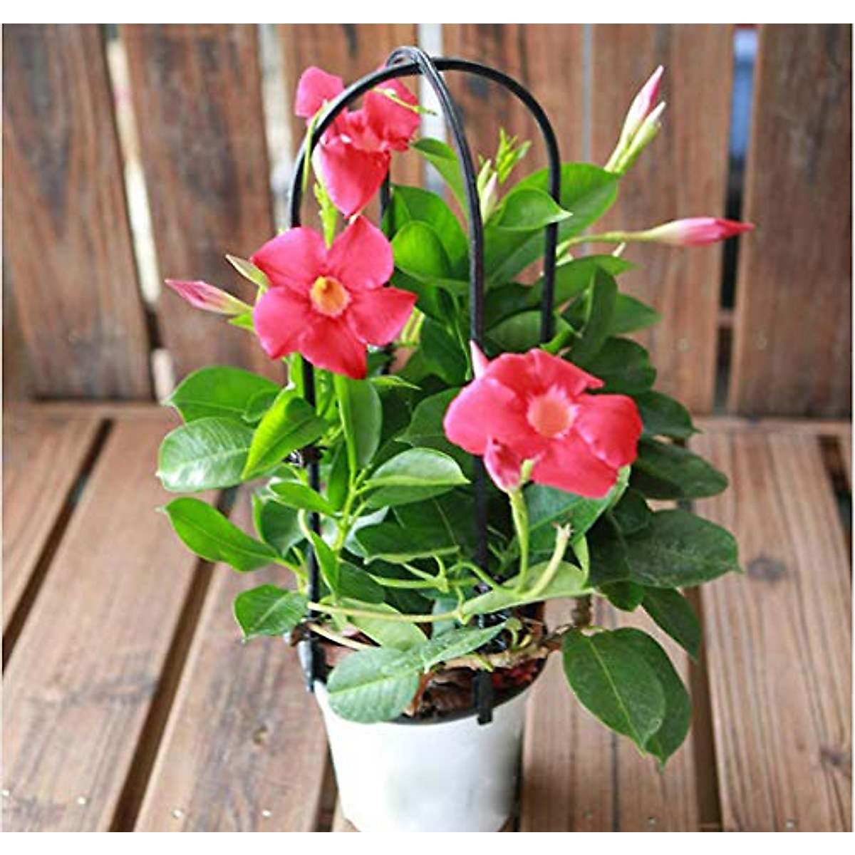 100pcs/bag Hibiscus Seeds Climbing Plant Perennial Indoor Flowering Plants Seeds Ornamental Plant Seeds for Home Garden