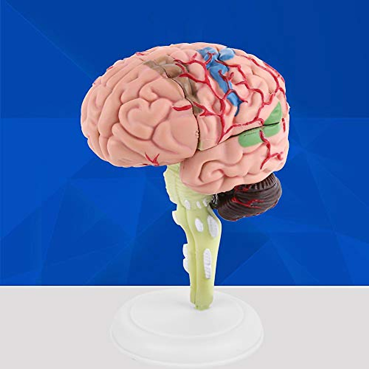 Brain Model Disassembled Human Anatomical Model Colorful 4D Structure Teaching Learning Tool for General Anatomical Study