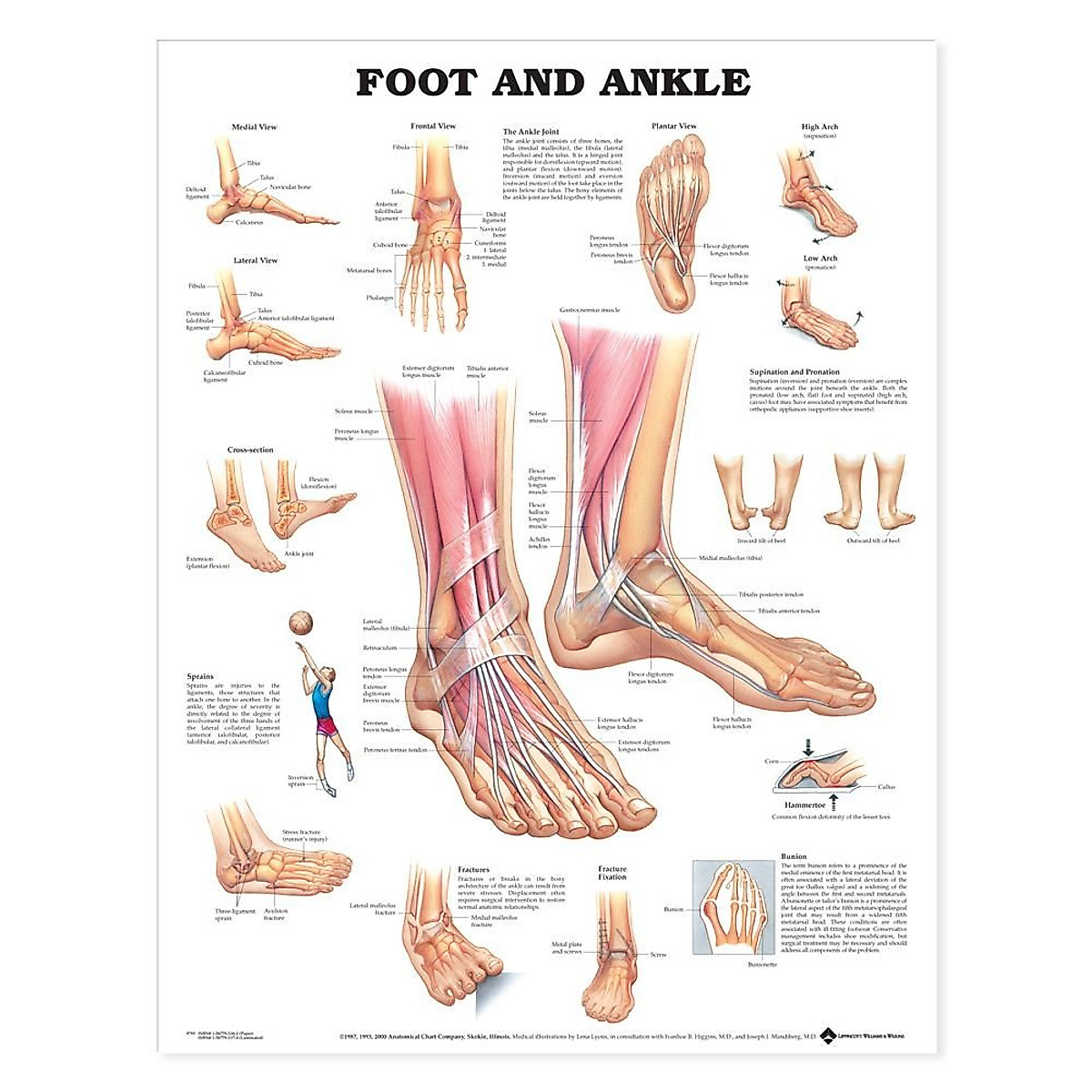 Foot and Ankle Anatomical Chart