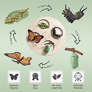 21 PCS Life Cycle Figurines of Butterfly Ladybug Snail Turtle Plant with Wooden Board, Realistic Animal Growth Cycle Figures, Education Learning Growth Stage Model Biology Science Kit Toy for Kids