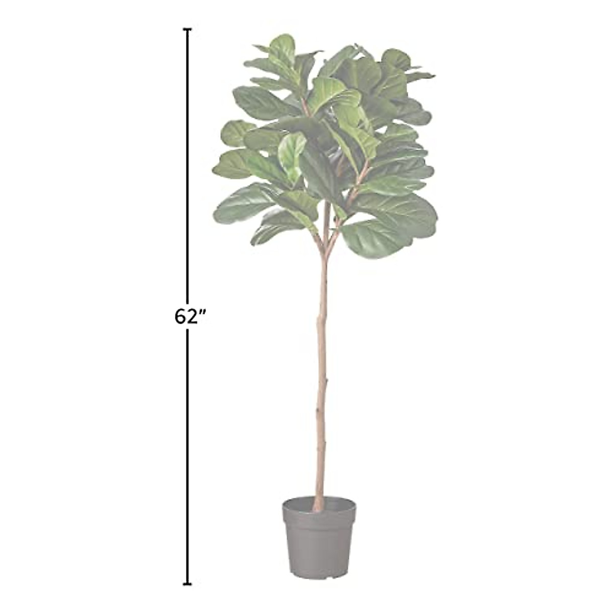 Amazon Brand - Stone & Beam Artificial Fiddle Leaf Fig Tree with Plastic Nursery Pot, 5.2 Feet (62 Inches) / Large, Indoor