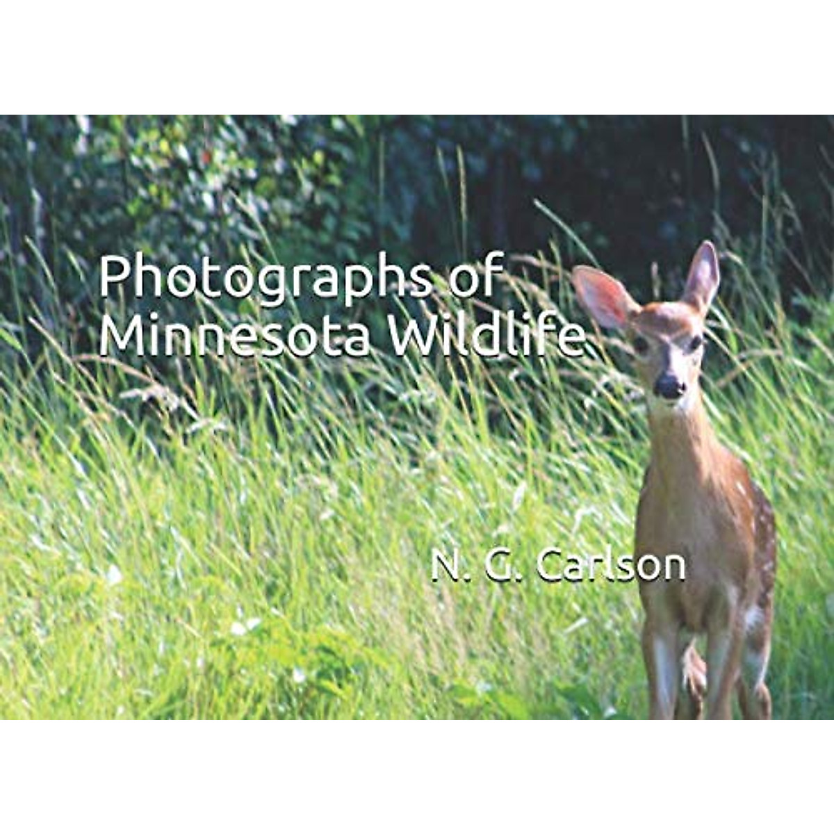 Photographs of Minnesota Wildlife (Wildlife photographs)