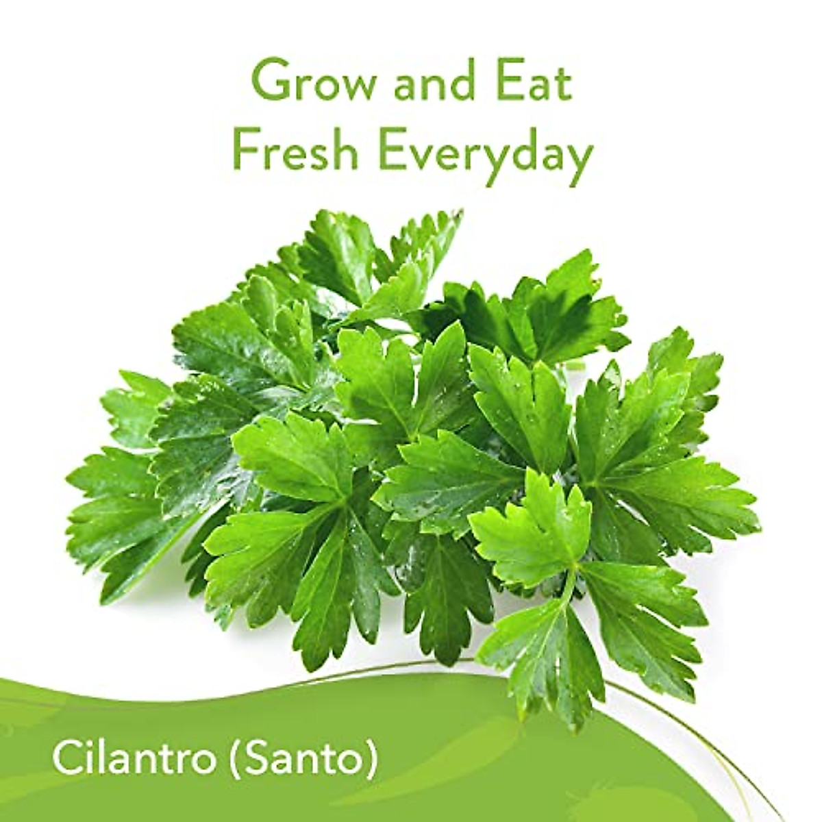 500+ Santo Cilantro Seeds for Planting Indoors or Outdoors - Non-GMO ...