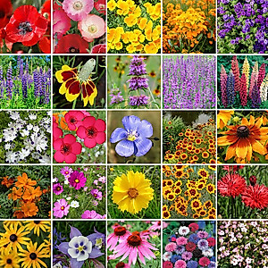 Western Wildflower Seed Mix - 1/4 Pound - Mixed Wildflower Seeds, Attracts Bees, Attracts Butterflies, Attracts Hummingbirds, Attracts Pollinators, Easy to Grow & Maintain, Cut Flower Garden