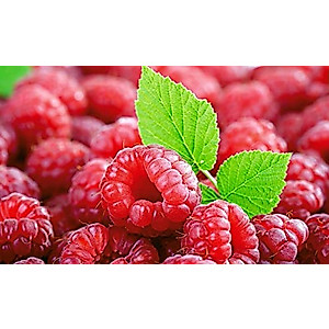 GreenWOW 200+ Red Raspberry Seeds - Non-GMO&Heirloom Organic Friut for Planting Home Garden/Outdoor