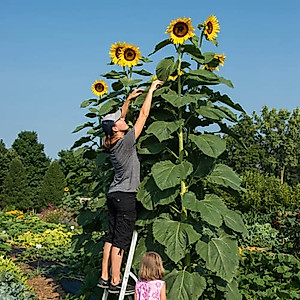 CHUXAY GARDEN Helianthus Annuus Seed,Yellow Giant Sunflower 10 Seeds Huge Sunflower Up to 3m Edible Fruit Ornamental Plants Grow Fast