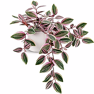 GnFlus Fake Plants, 20 Inch Artificial Peperomia Watermelon Plant Faux Greenery Potted Vine in Ceramic Pot for Home Bedroom Office Table Shef Indoor Outdoor Decor - Style 1