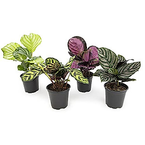 Calathea Prayer Plants Live House Plants Kit (4 PK), Calathea Plant Live Indoor Plants Live Houseplants, Live House Plants Indoors Live Plants Indoor, Live Indoor House Plants Live by Plants for Pets