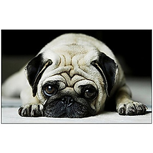 YISUMEI 50" X 80" Blanket Comfort Warmth Soft Plush Throw for Couch Pug Tummy Daze
