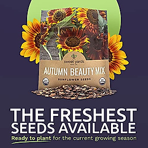 Sweet Yards Seed Co. Autumn Beauty Sunflower Seeds – Extra Large Packet – Over 1,400 Open Pollinated Non-GMO Wildflower Seeds – Helianthus annus – Beautiful Shades of Gold, Bronze, Yellow, and Purple
