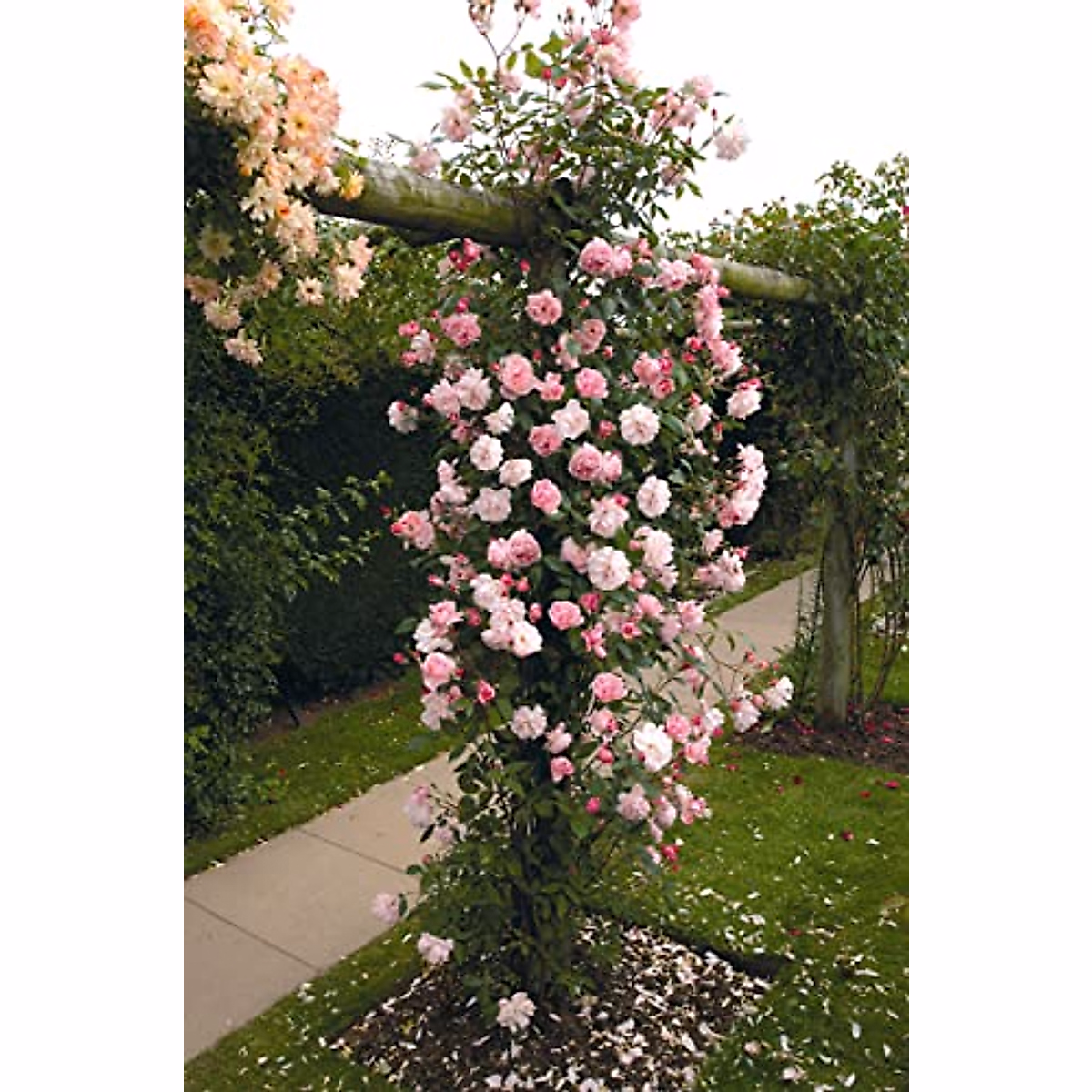 20 Pink Climbing Rose Seeds for Planting Roses Flowers Seed Spring